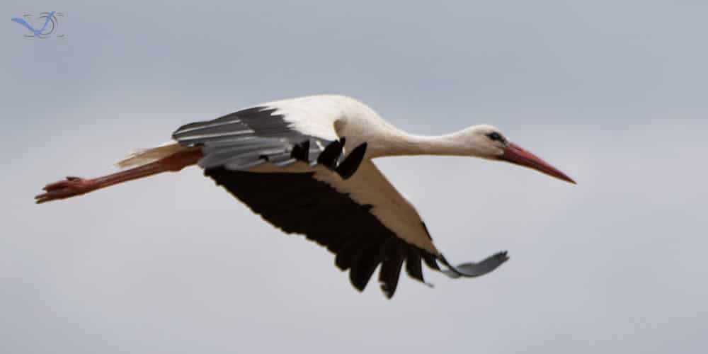 fliegender Storch (Weißstorch) › Fotowelt Schröder - Fotos und mehr!